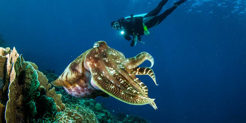 The Most Iconic Scuba Diving Movie Scenes – Shop709.com