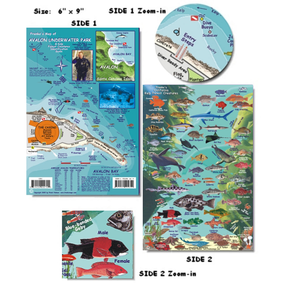 Franko Maps Avalon Underwater Park Dive Creature Guide 5.5 X 8.5 Inch ...